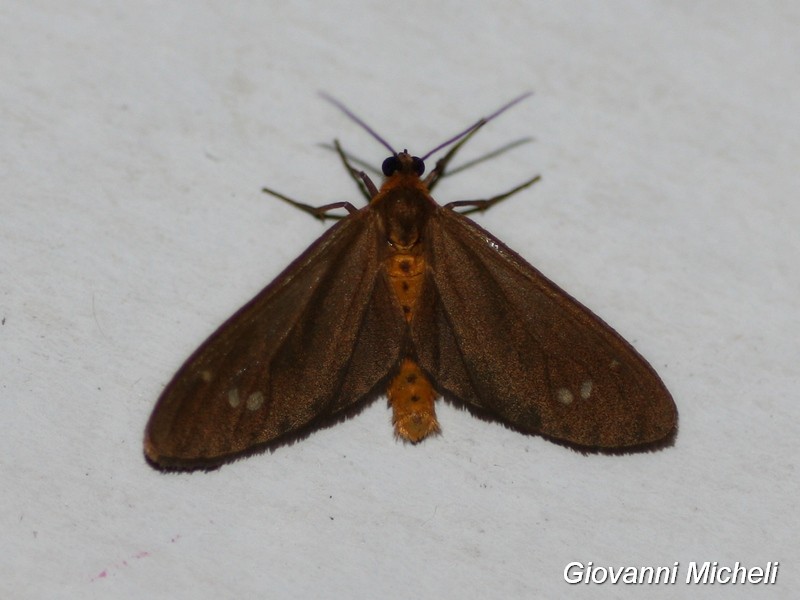 Bella serie di falene... , Natura Mediterraneo | Forum Naturalistico