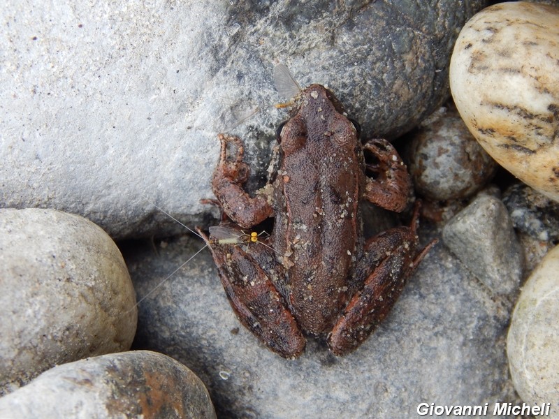 Rana da ID - Rana sp. , Natura Mediterraneo | Forum Naturalistico