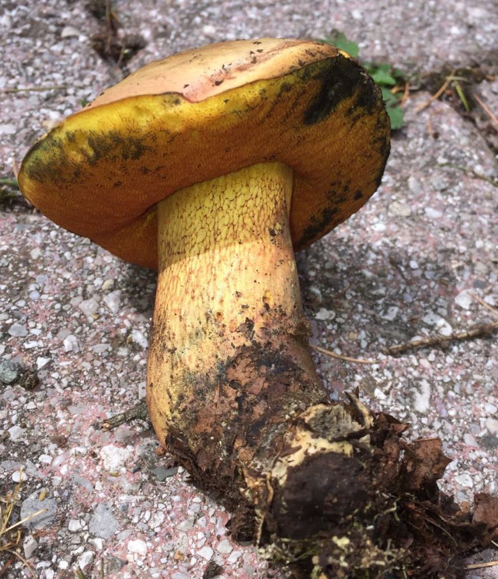 Boletus sp? , Natura Mediterraneo | Forum Naturalistico