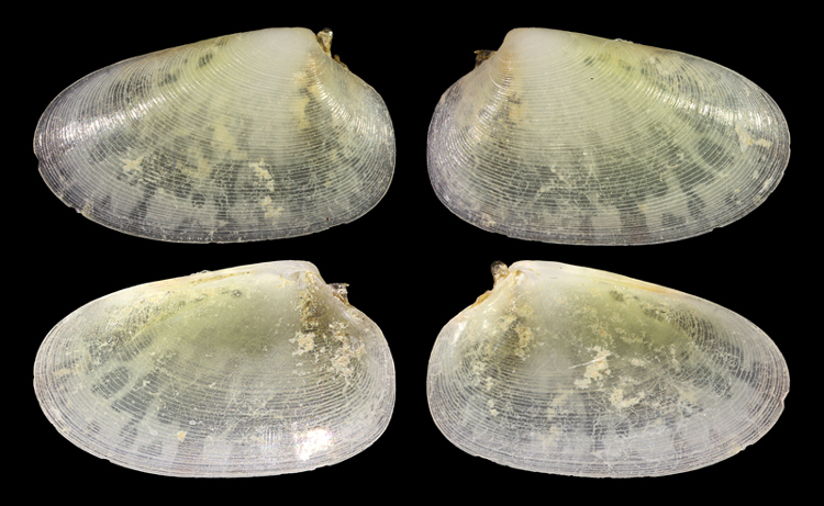 ¿Tellina pygmaea? , Natura Mediterraneo | Forum Naturalistico