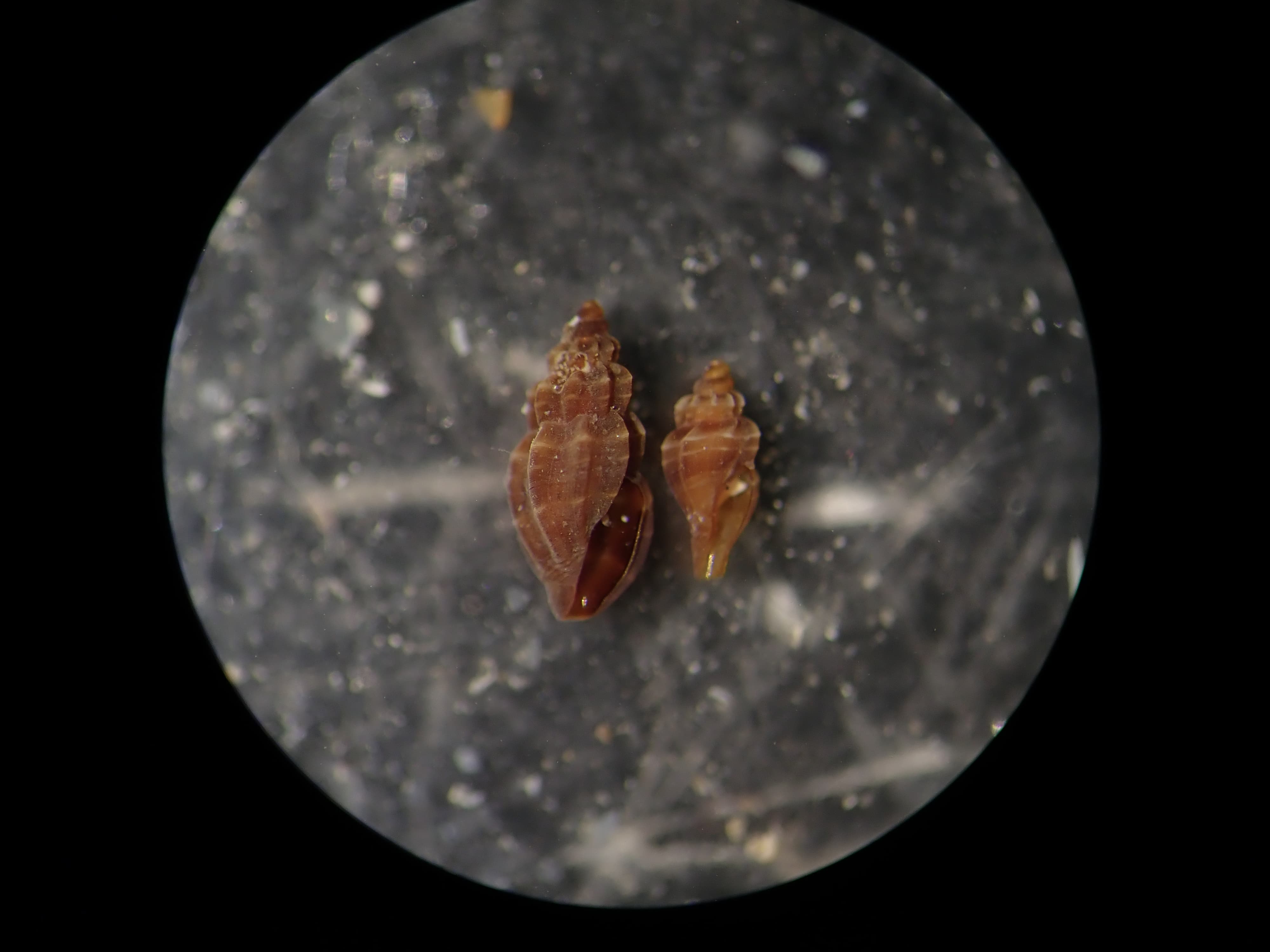 Mangelia sp id? , Natura Mediterraneo | Forum Naturalistico