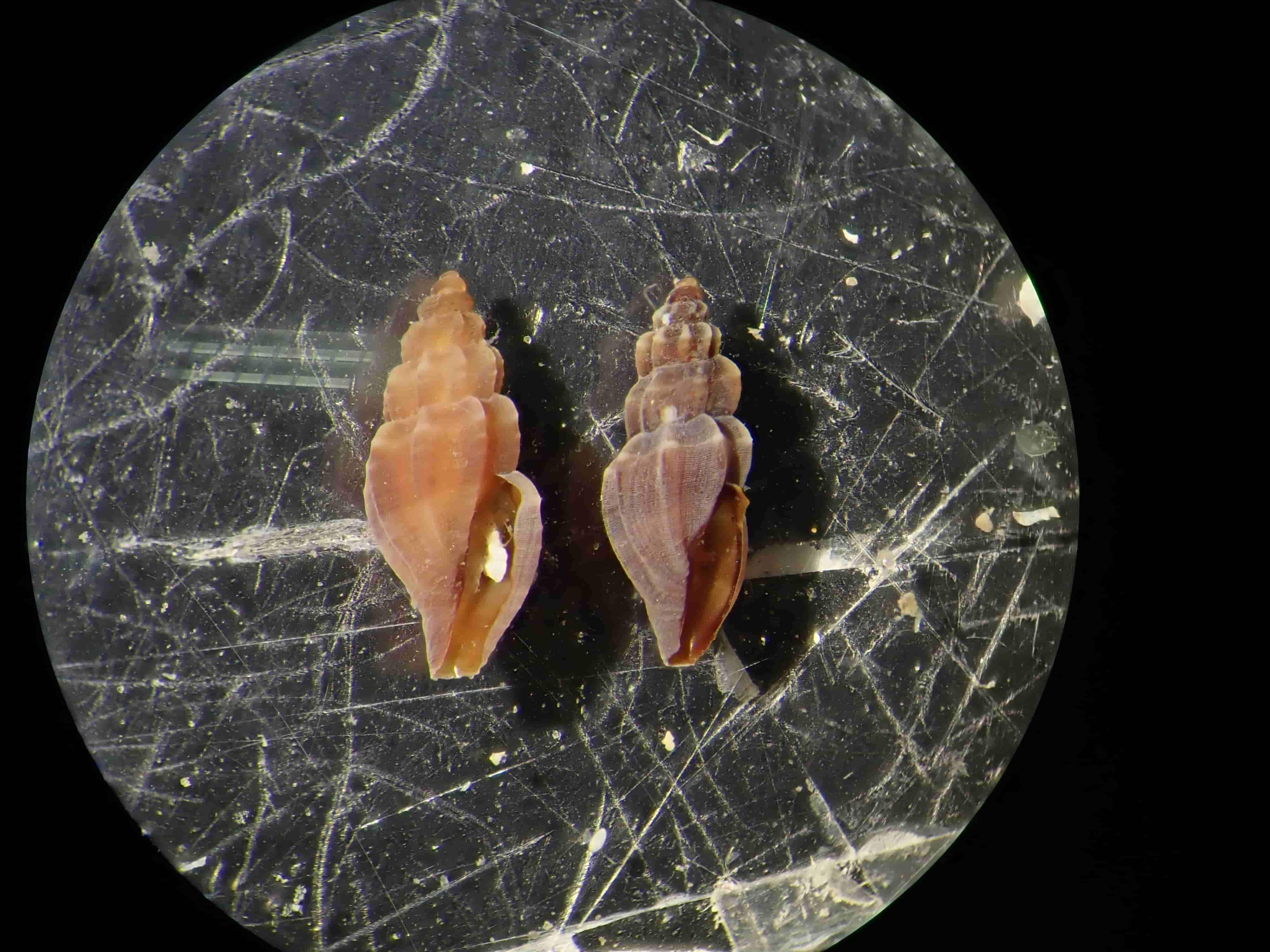 Mangelia sp id? , Natura Mediterraneo | Forum Naturalistico