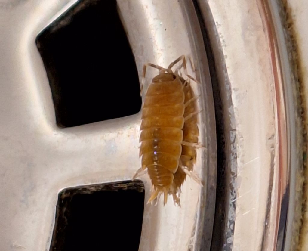 Insetti in bagno , Natura Mediterraneo | Forum Naturalistico