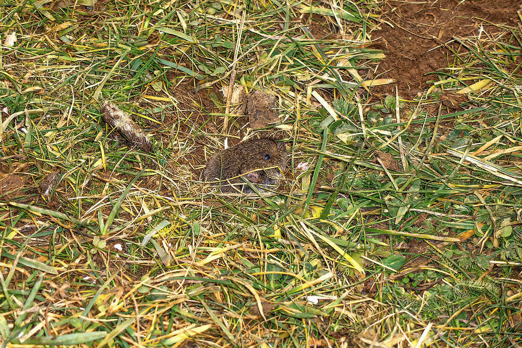 Arvicola di Savi? Ora Microtus brachycercus / Arvicola bruzia , Natura ...