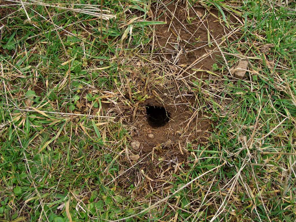 Arvicola di Savi? Ora Microtus brachycercus / Arvicola bruzia , Natura ...