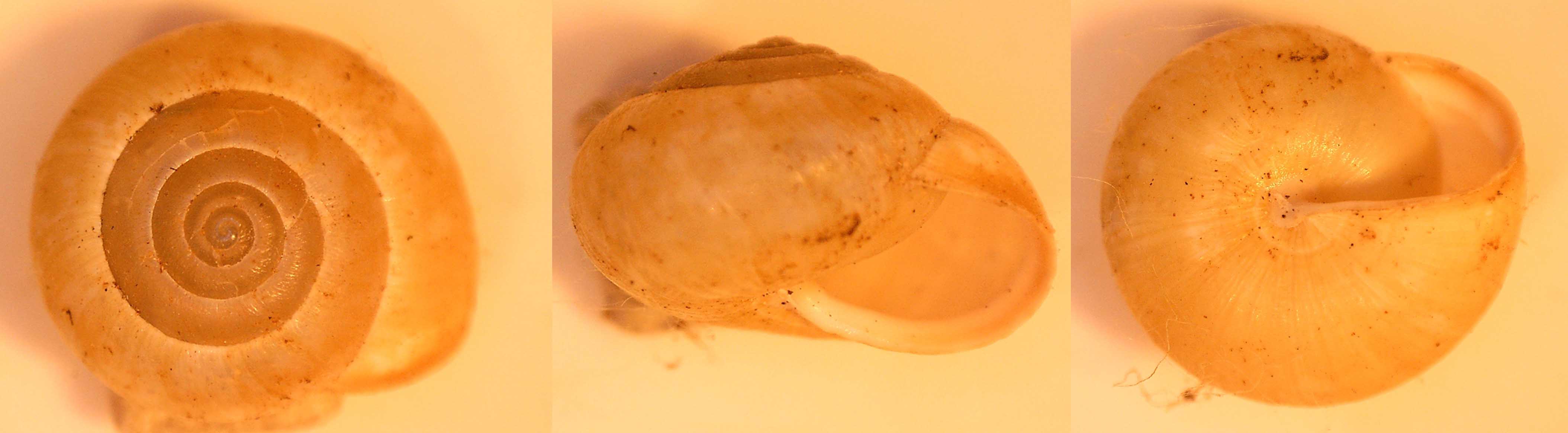 Monacha dal foggiano , Natura Mediterraneo | Forum Naturalistico