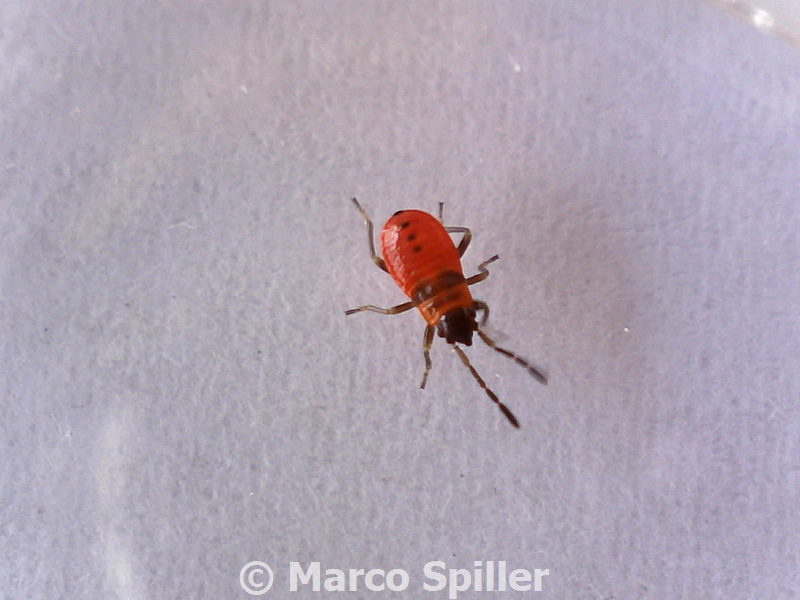 Pyrrhocoridae:Pyrrhocoris apterus, adulto e neanide , Natura ...