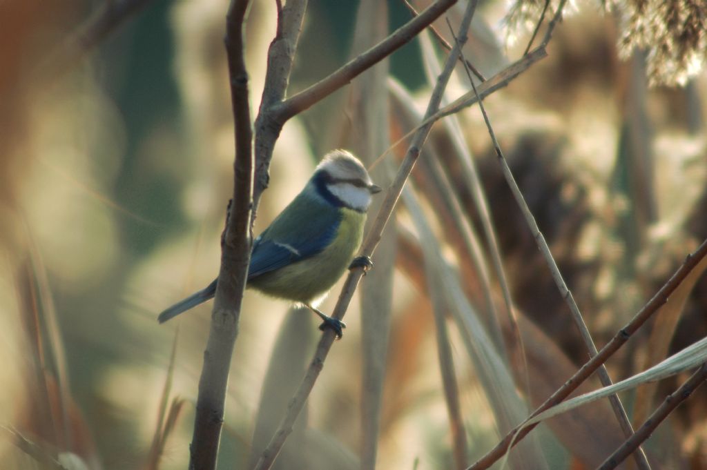 Passeriformi , Natura Mediterraneo | Forum Naturalistico