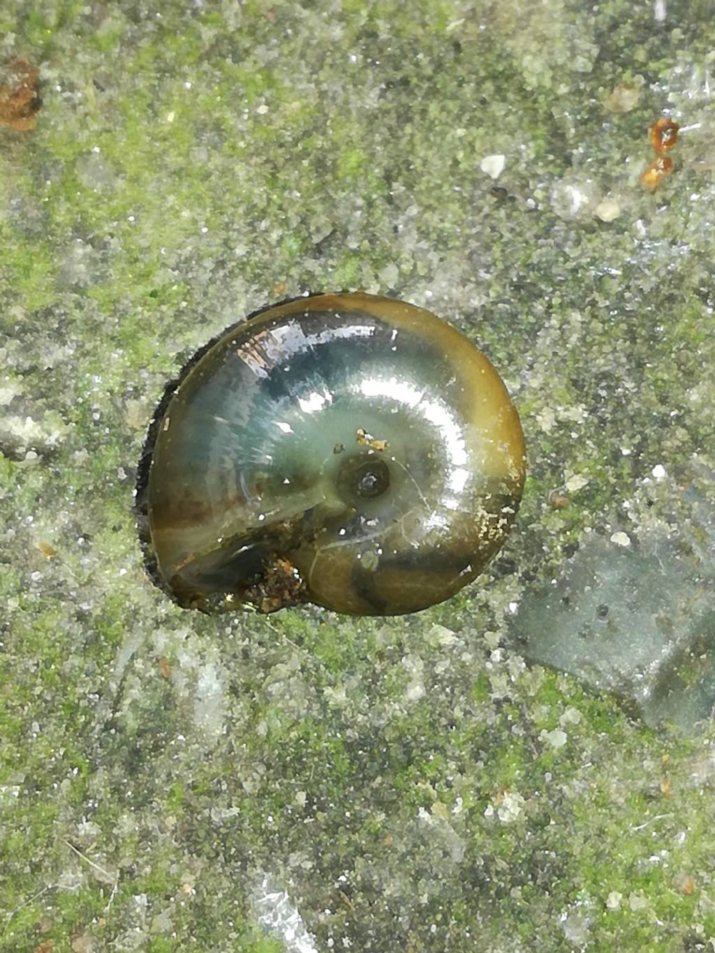 Aiuto ID gasteropode 1 , Natura Mediterraneo | Forum Naturalistico