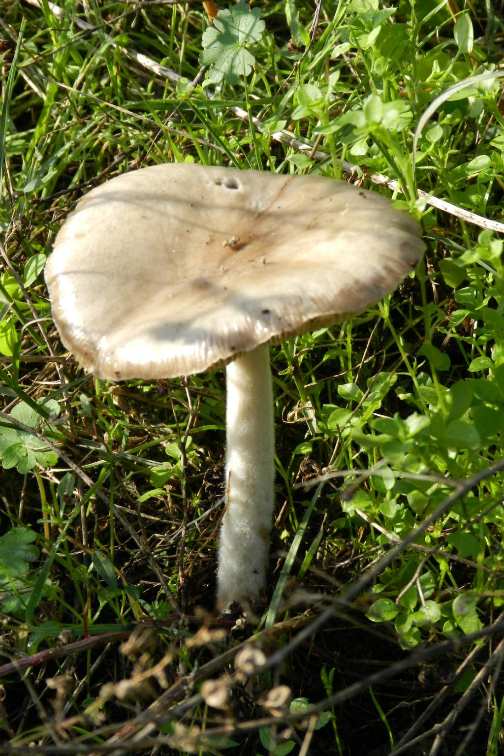Funghi aeroportuali , Natura Mediterraneo | Forum Naturalistico