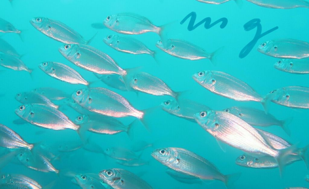 Pagello bastardo (Pagellus acarne) , Natura Mediterraneo | Forum ...