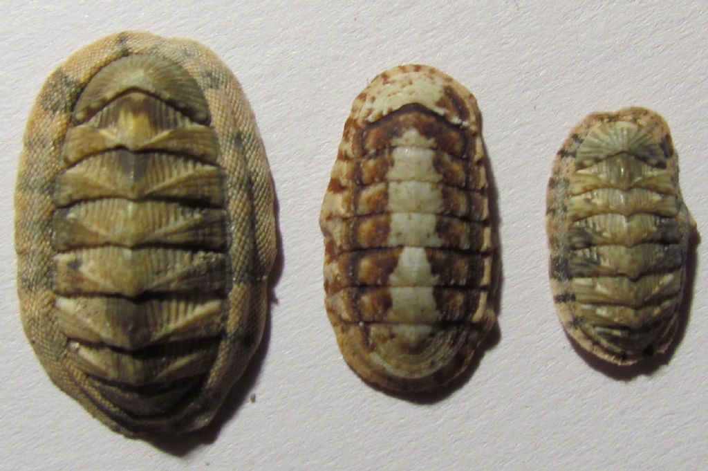 Chitonidae , Natura Mediterraneo | Forum Naturalistico