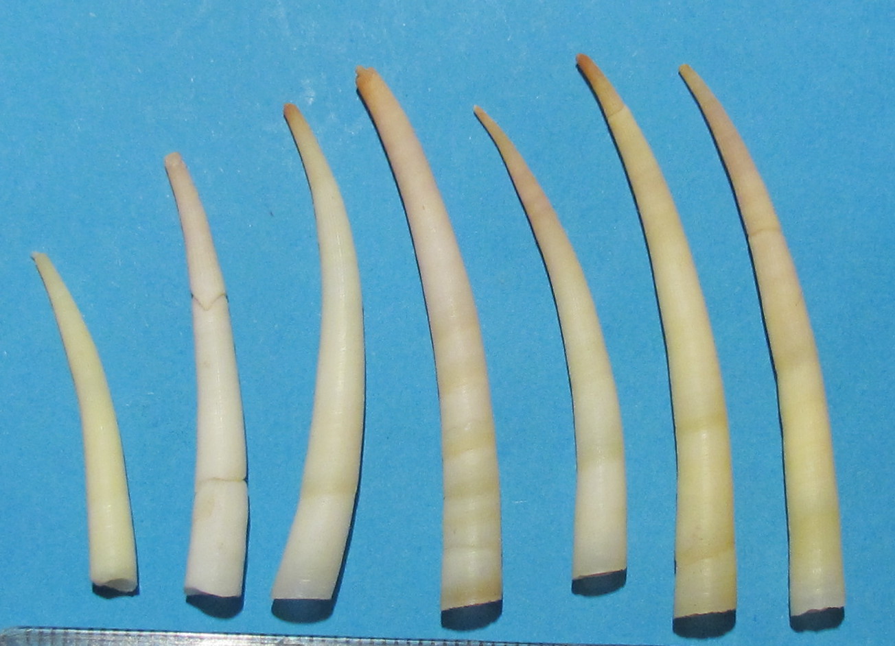 Dentalium 1 , Natura Mediterraneo | Forum Naturalistico