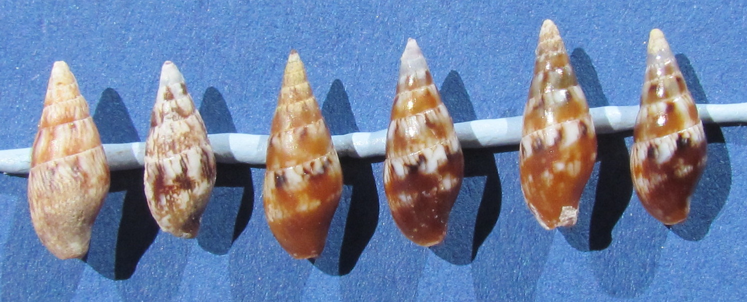 Mitrella , Natura Mediterraneo | Forum Naturalistico