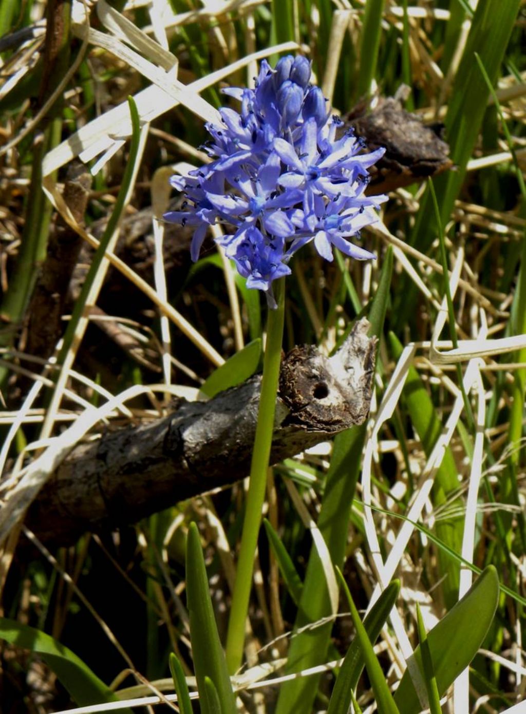 Scilla bifolia , Natura Mediterraneo | Forum Naturalistico