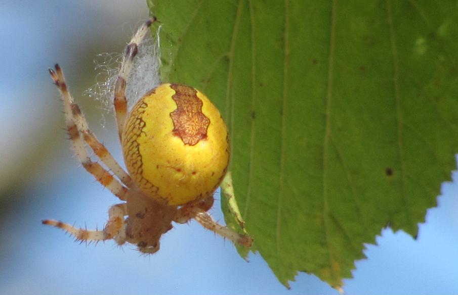 Araneus marmoreus , Natura Mediterraneo | Forum Naturalistico