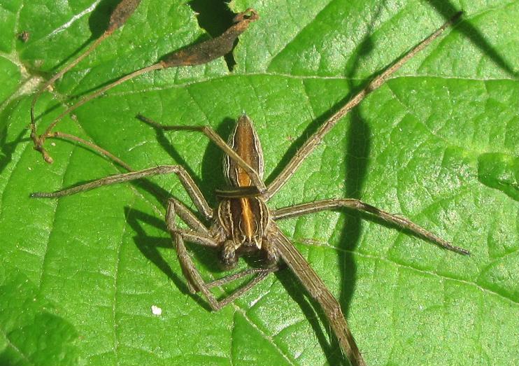 Pisaura sp. - Sostegno (BI) , Natura Mediterraneo | Forum Naturalistico