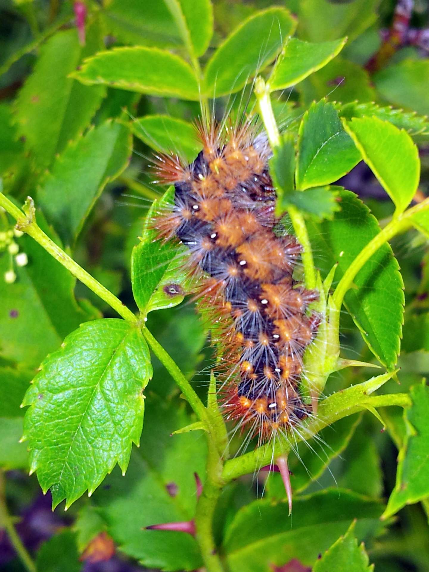 Bruco su Rosa Canina da determinare , Natura Mediterraneo | Forum ...