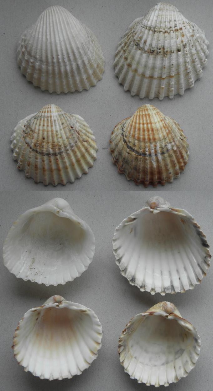 Cardiidae , Natura Mediterraneo | Forum Naturalistico