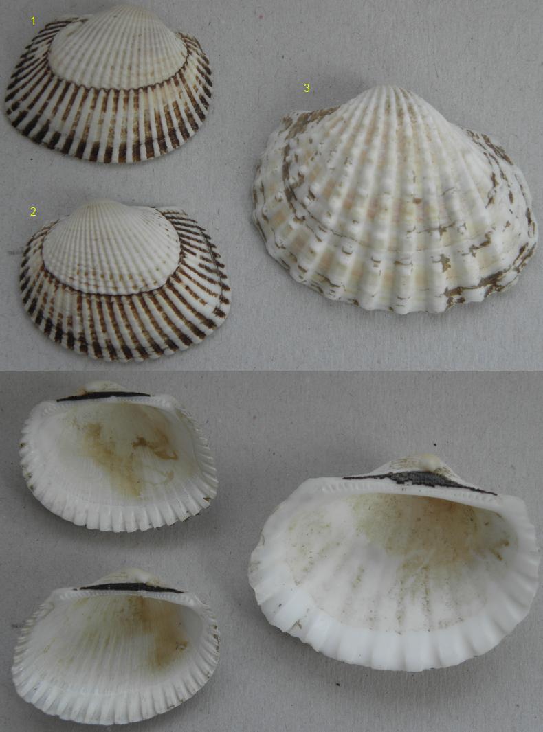 tre Anadara? , Natura Mediterraneo | Forum Naturalistico