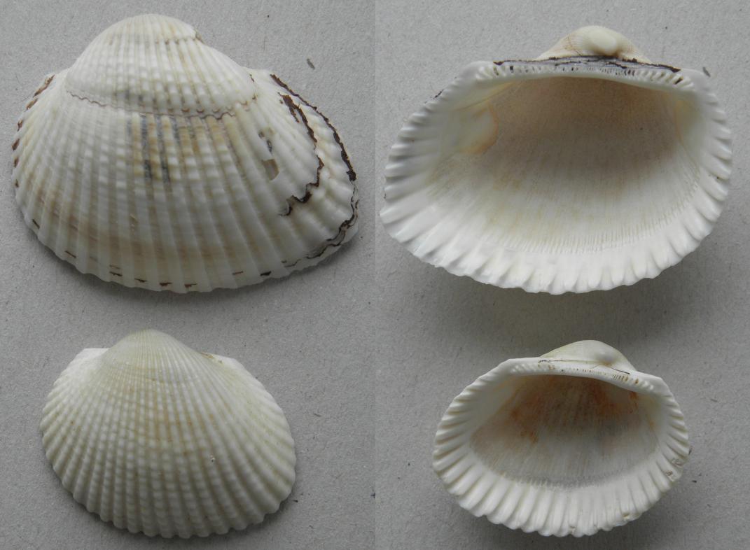 Andara sp. , Natura Mediterraneo | Forum Naturalistico