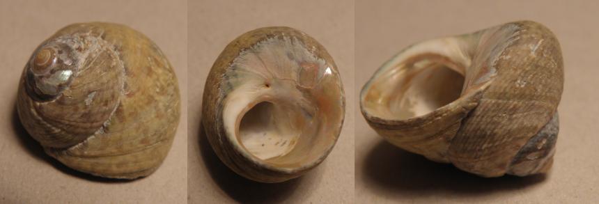 Osilinus lineatus? , Natura Mediterraneo | Forum Naturalistico