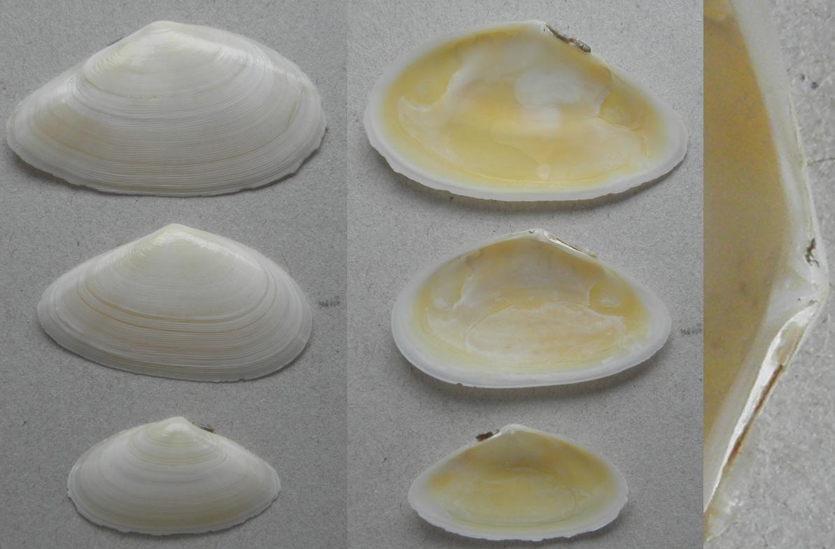 Tellina? , Natura Mediterraneo | Forum Naturalistico