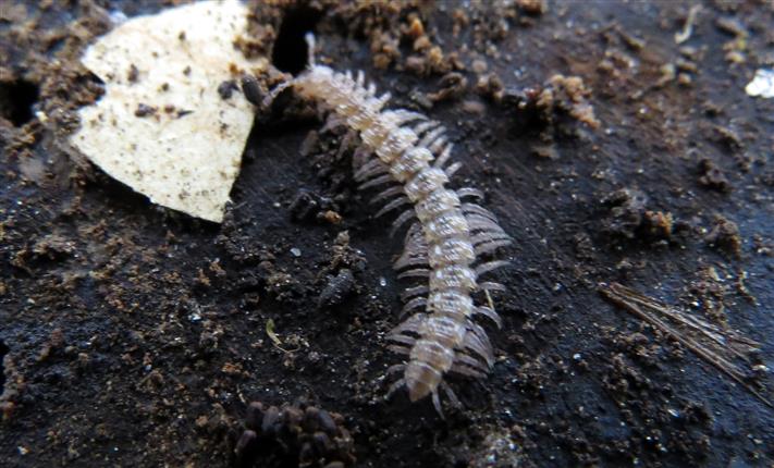 Diplopoda Polydesmidae: Polydesmus sp. , Natura Mediterraneo | Forum ...