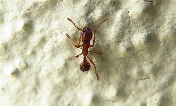 Myrmica sp. (Formicidae Myrmicinae) , Natura Mediterraneo | Forum ...