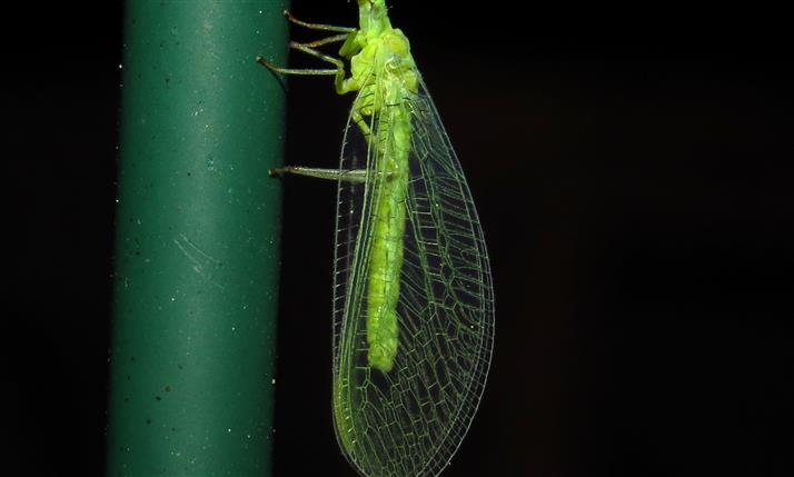 Chrysopa cfr. formosa, femmina - Costa de Caparica (Portogallo ...