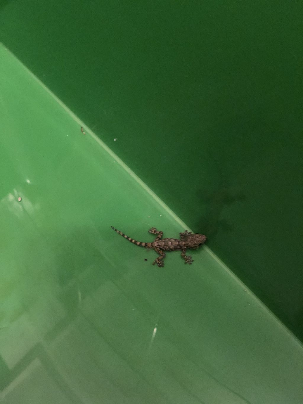 Piccolo geco , Natura Mediterraneo | Forum Naturalistico