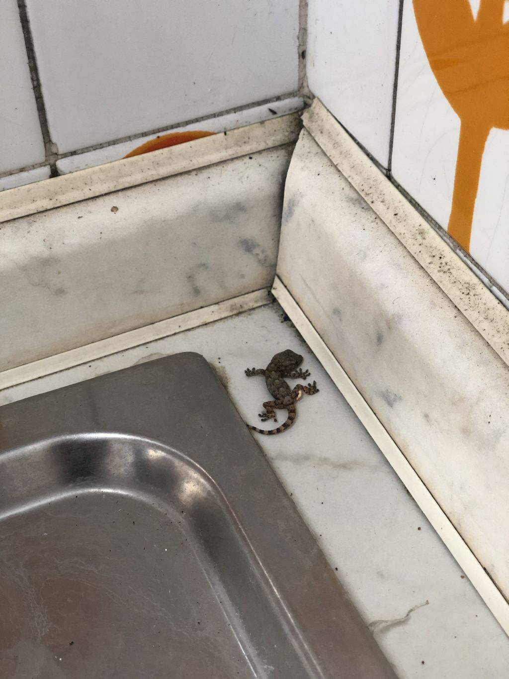 Piccolo geco , Natura Mediterraneo | Forum Naturalistico