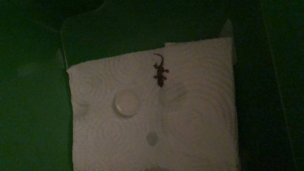 Piccolo geco , Natura Mediterraneo | Forum Naturalistico