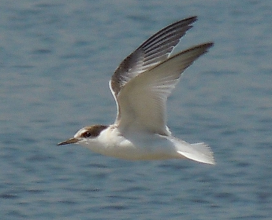 Quale sterna? Fraticello (Sternula albifrons) , Natura Mediterraneo ...