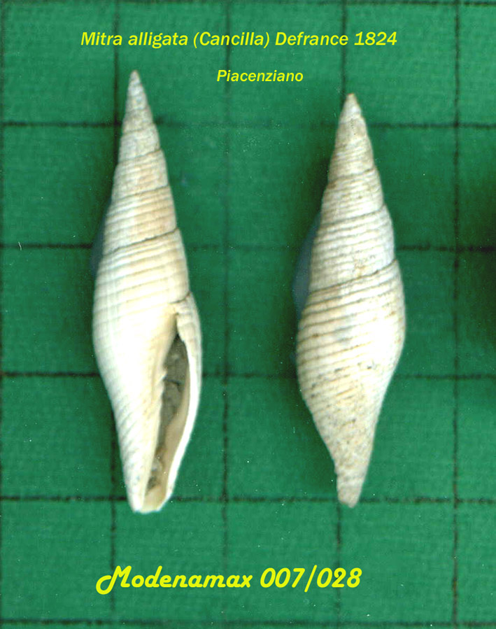 Mitra alligata (Cancilla)? , Natura Mediterraneo | Forum Naturalistico