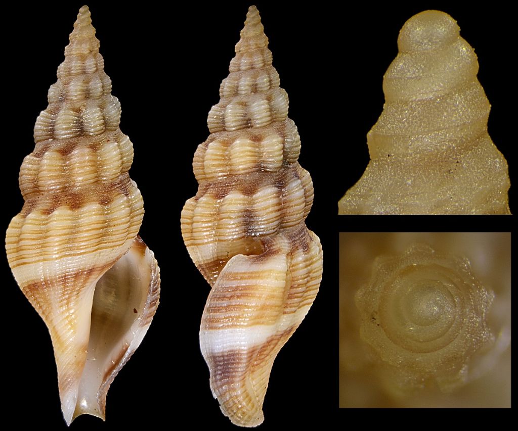 Fusinus da determinare , Natura Mediterraneo | Forum Naturalistico