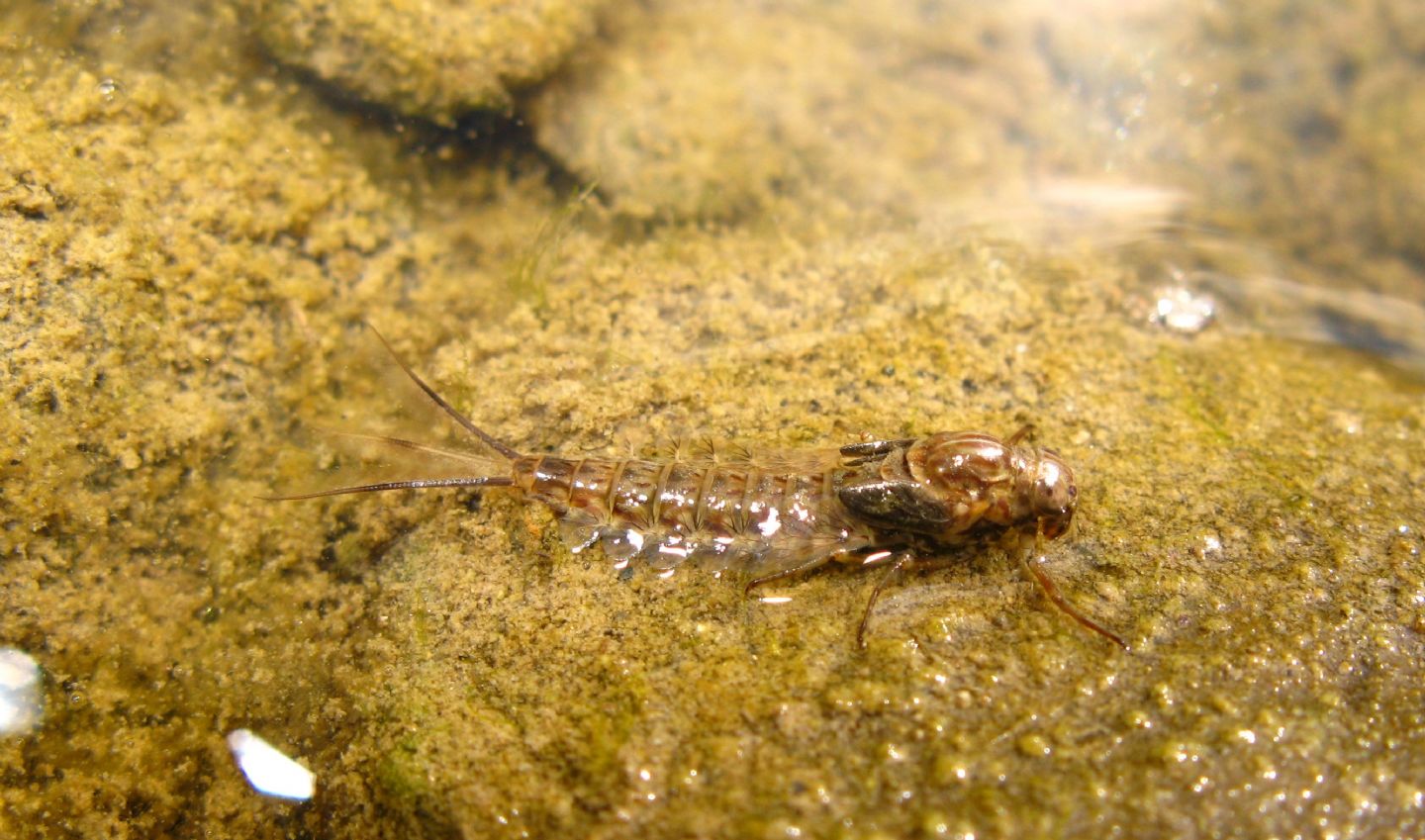 sequenza immagini … effimere … , Natura Mediterraneo | Forum Naturalistico
