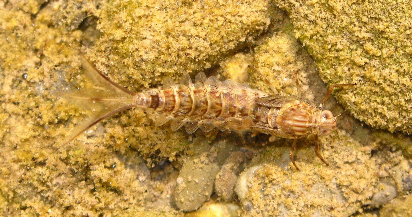 sequenza immagini … effimere … , Natura Mediterraneo | Forum Naturalistico