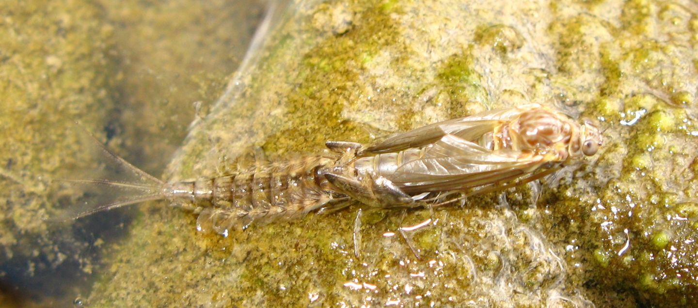 sequenza immagini … effimere … , Natura Mediterraneo | Forum Naturalistico