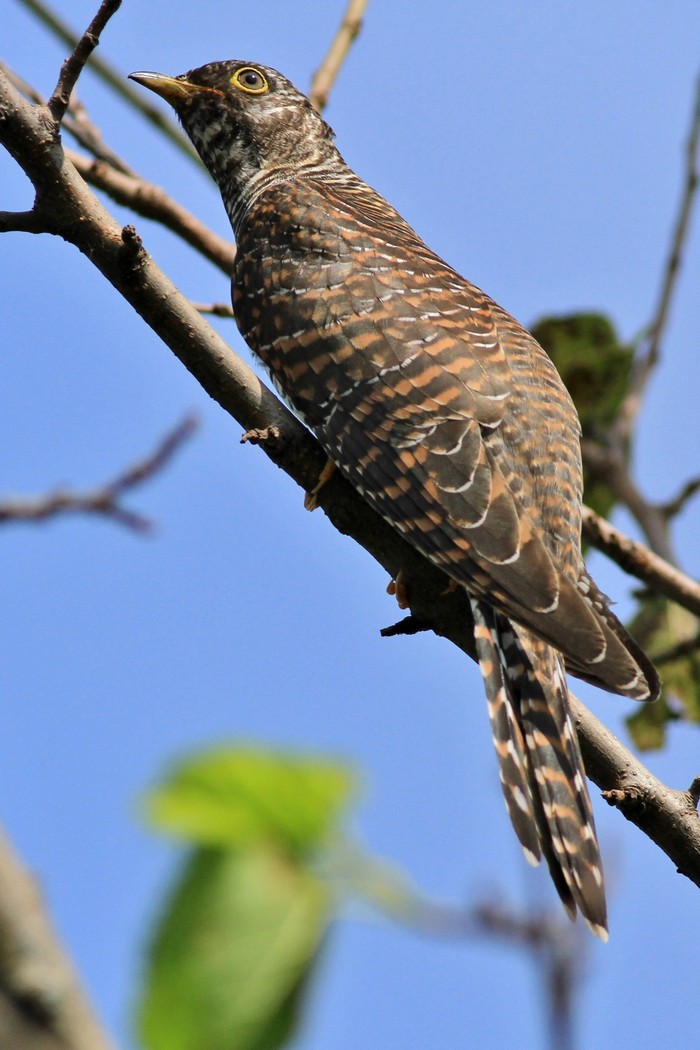 Cuculo giovane, moolto vicino , Natura Mediterraneo | Forum Naturalistico