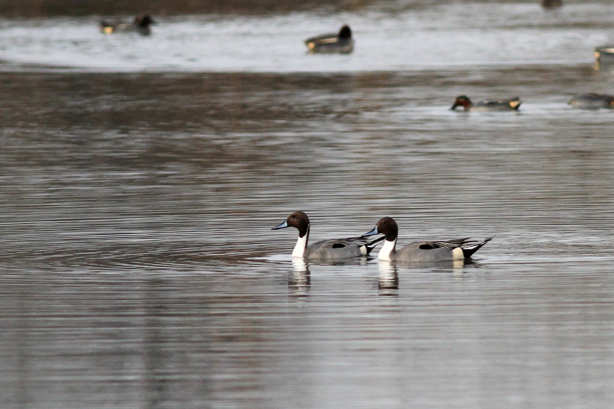 Codoni , Natura Mediterraneo | Forum Naturalistico