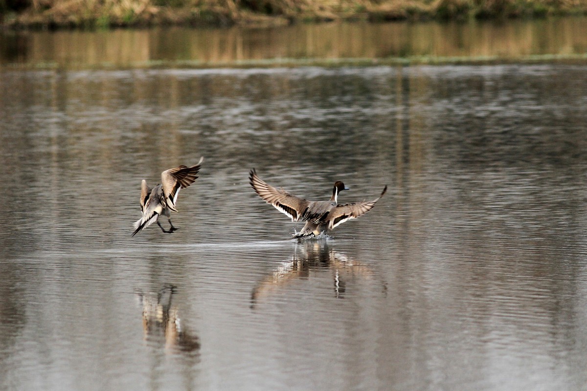 Codoni , Natura Mediterraneo | Forum Naturalistico