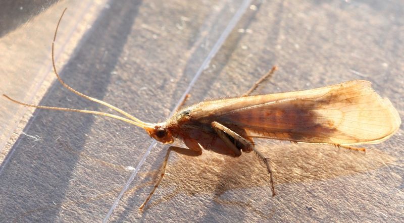 Limnephilus sp. , Natura Mediterraneo | Forum Naturalistico