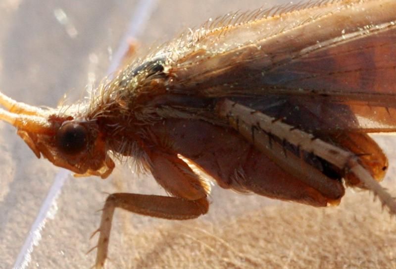 Limnephilus sp. , Natura Mediterraneo | Forum Naturalistico