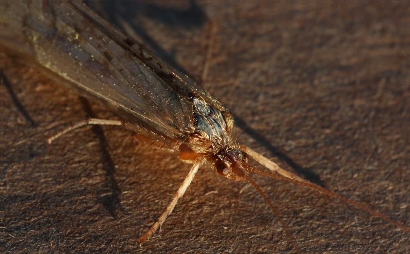 Limnephilus sp. , Natura Mediterraneo | Forum Naturalistico