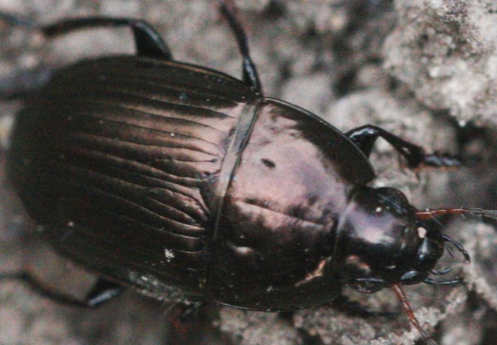 Carabidae - Amara sp. , Natura Mediterraneo | Forum Naturalistico