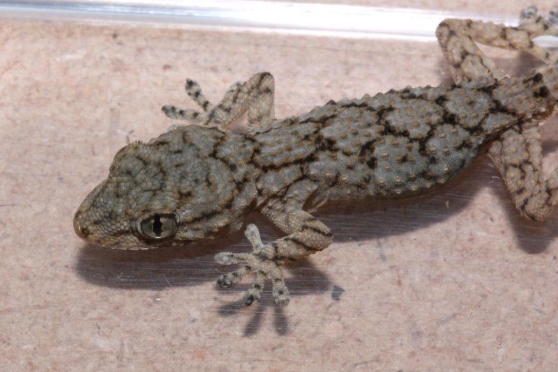 Geco comune - Tarentola mauritanica , Natura Mediterraneo | Forum ...