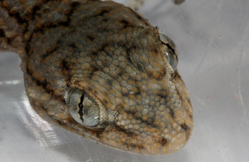 Geco comune - Tarentola mauritanica , Natura Mediterraneo | Forum ...