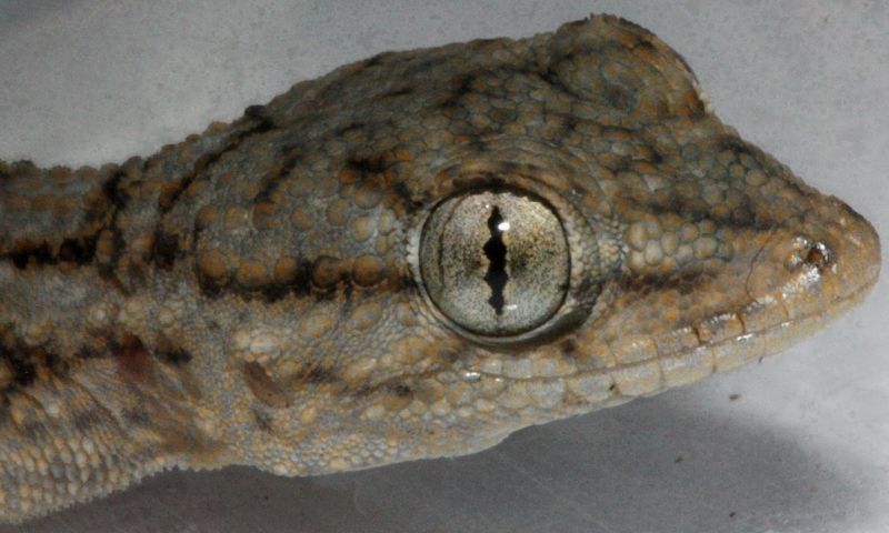 Geco comune - Tarentola mauritanica , Natura Mediterraneo | Forum ...