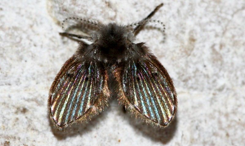 Psychodidae sp. , Natura Mediterraneo | Forum Naturalistico